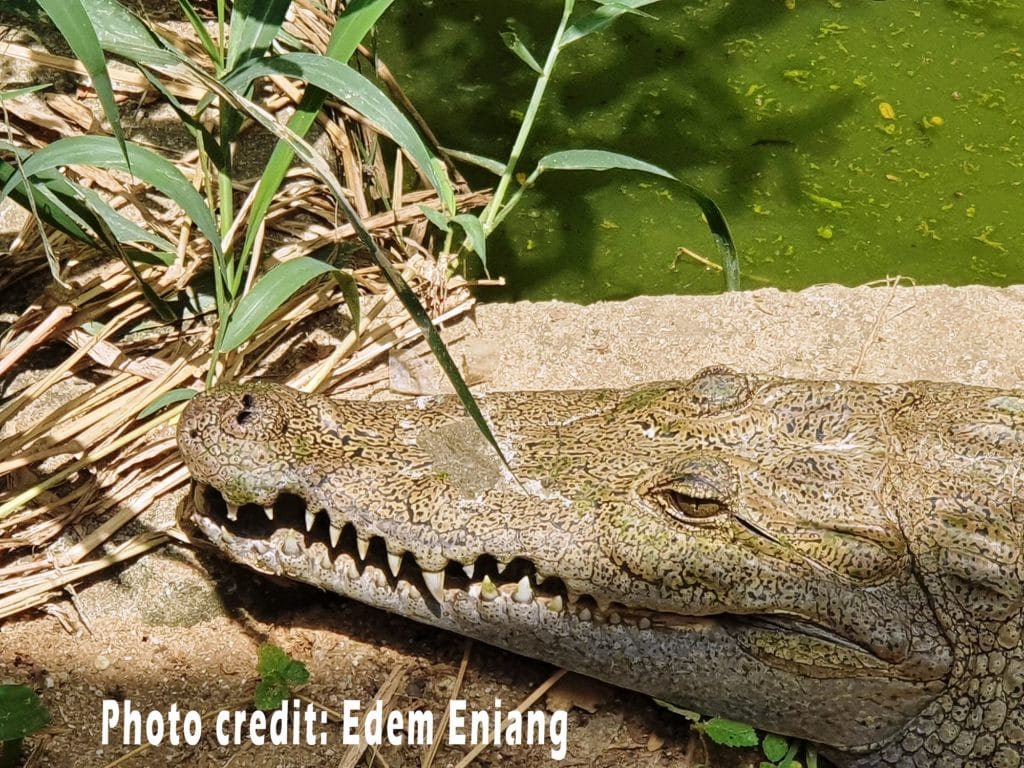 West African Crocodiles conservation Project - BiodiversityPreservation